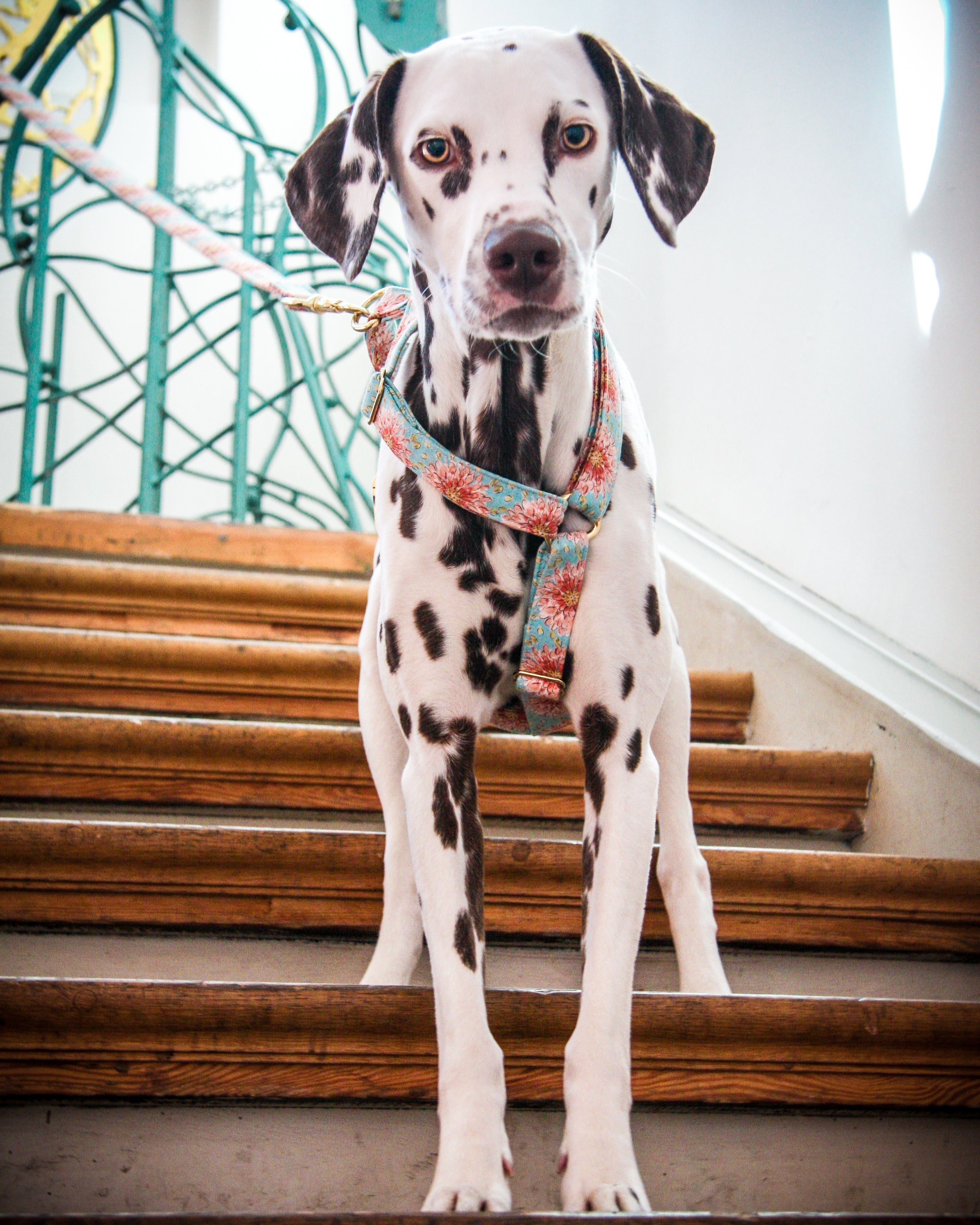 Another Model Search – Love Violet Creations