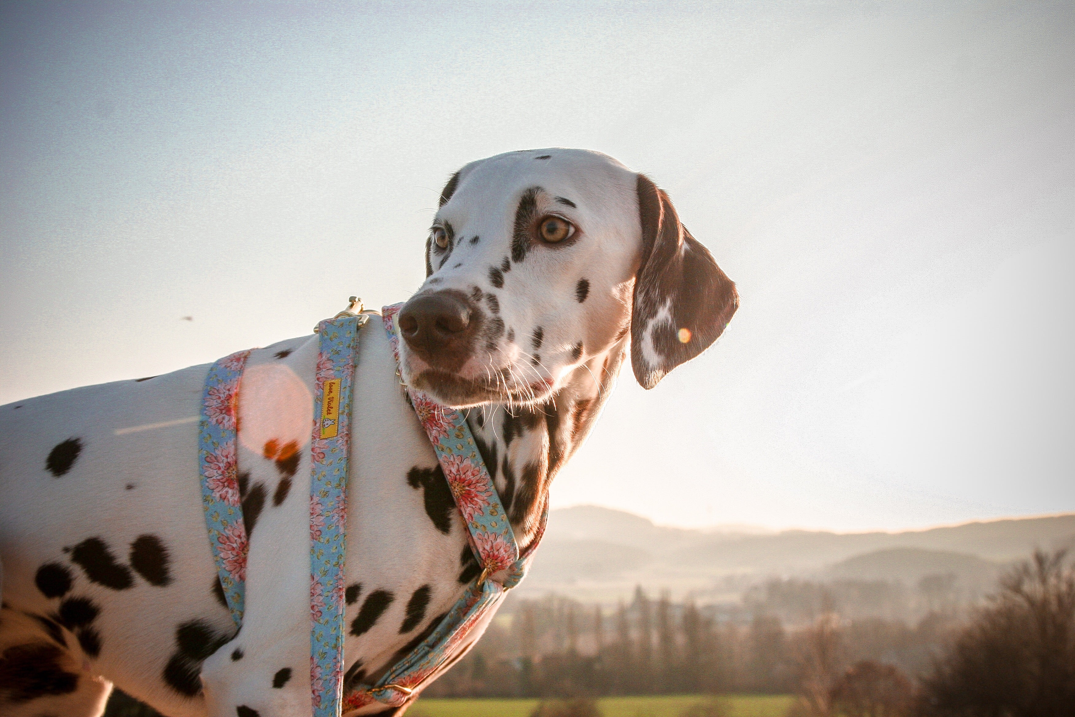 Harnesses – Love Violet Creations