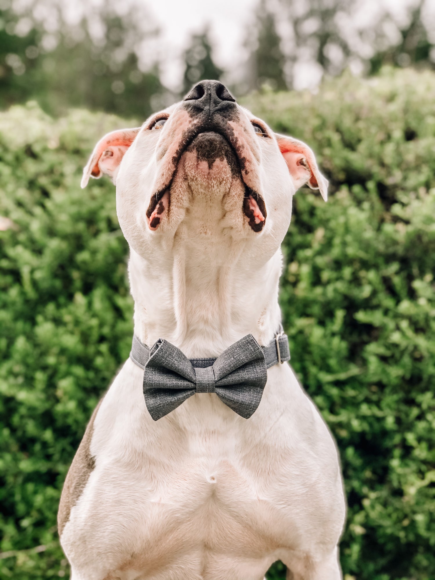 Environmentally conscious pet apparel | Love Violet Creations